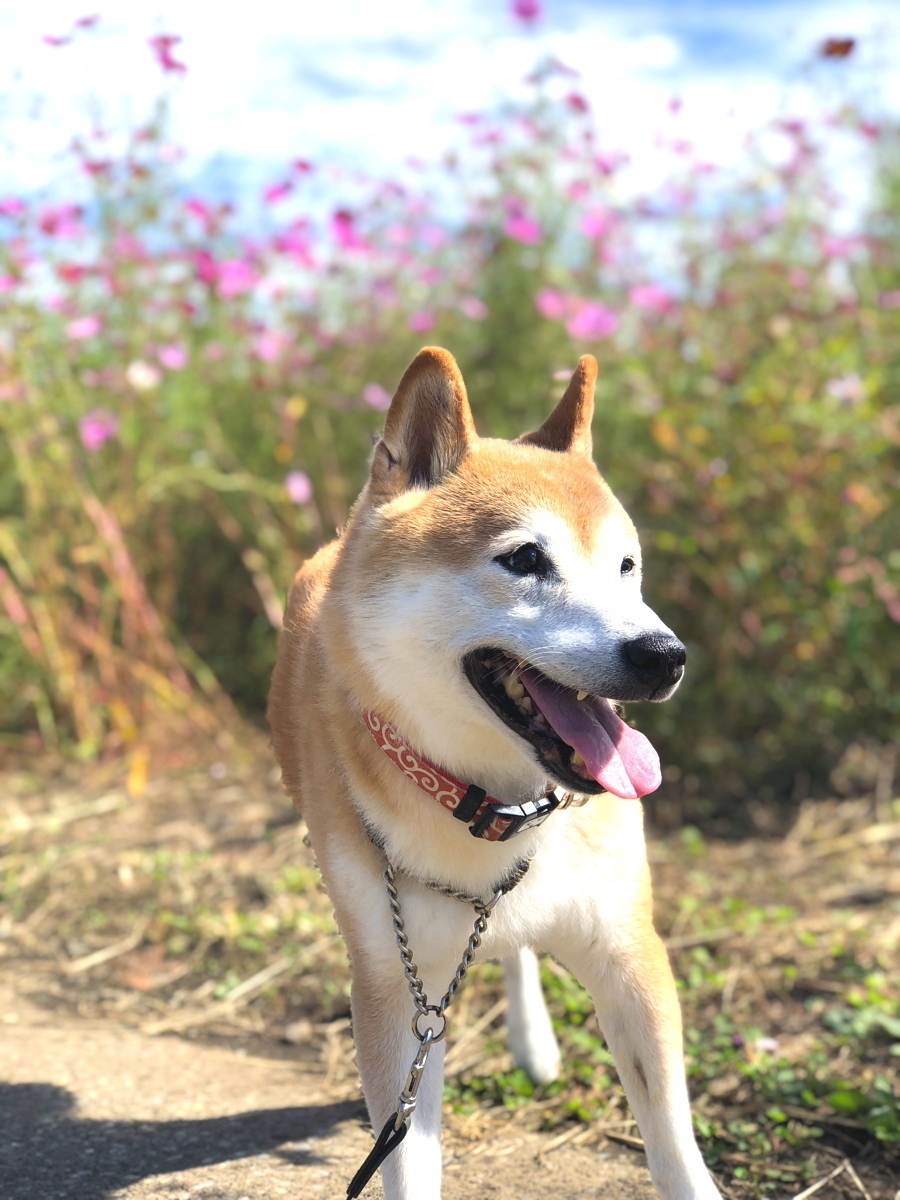 グリーンパーク: ケチャのチャ・チャ・チャ！